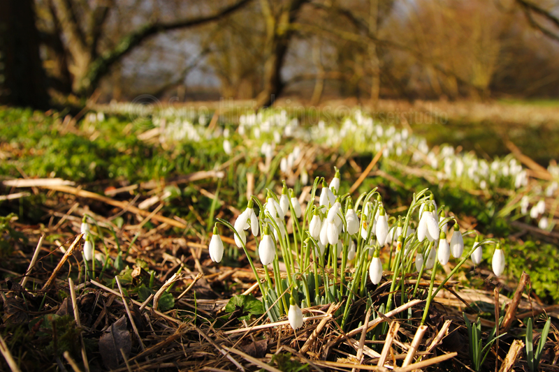 Spring snowdrops « dorsetstudio.com